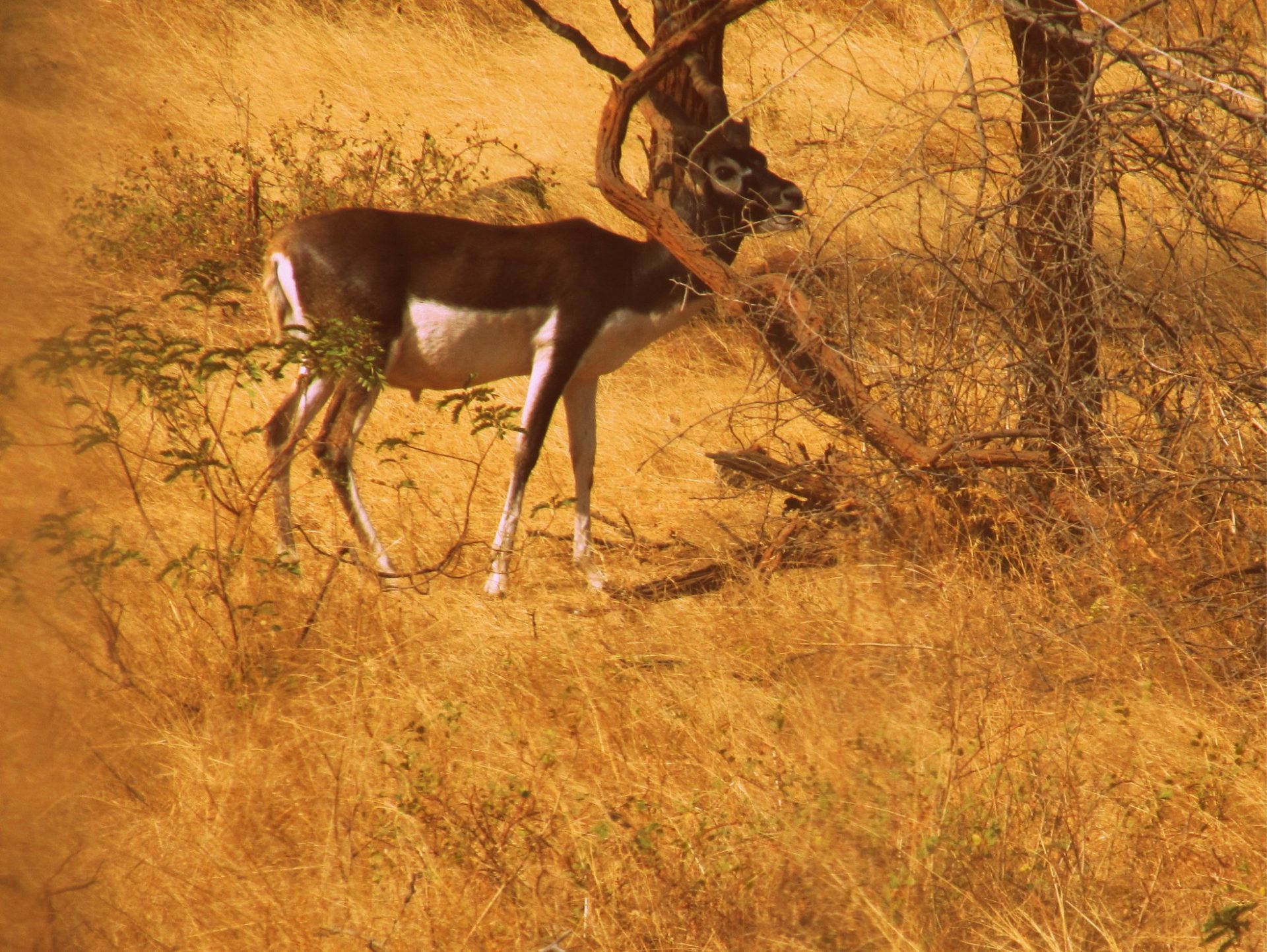Visiting Gir forest with kids to watch the Asiatic lions